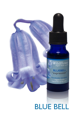 Bluebell - Flower essences from Wildflower Essences